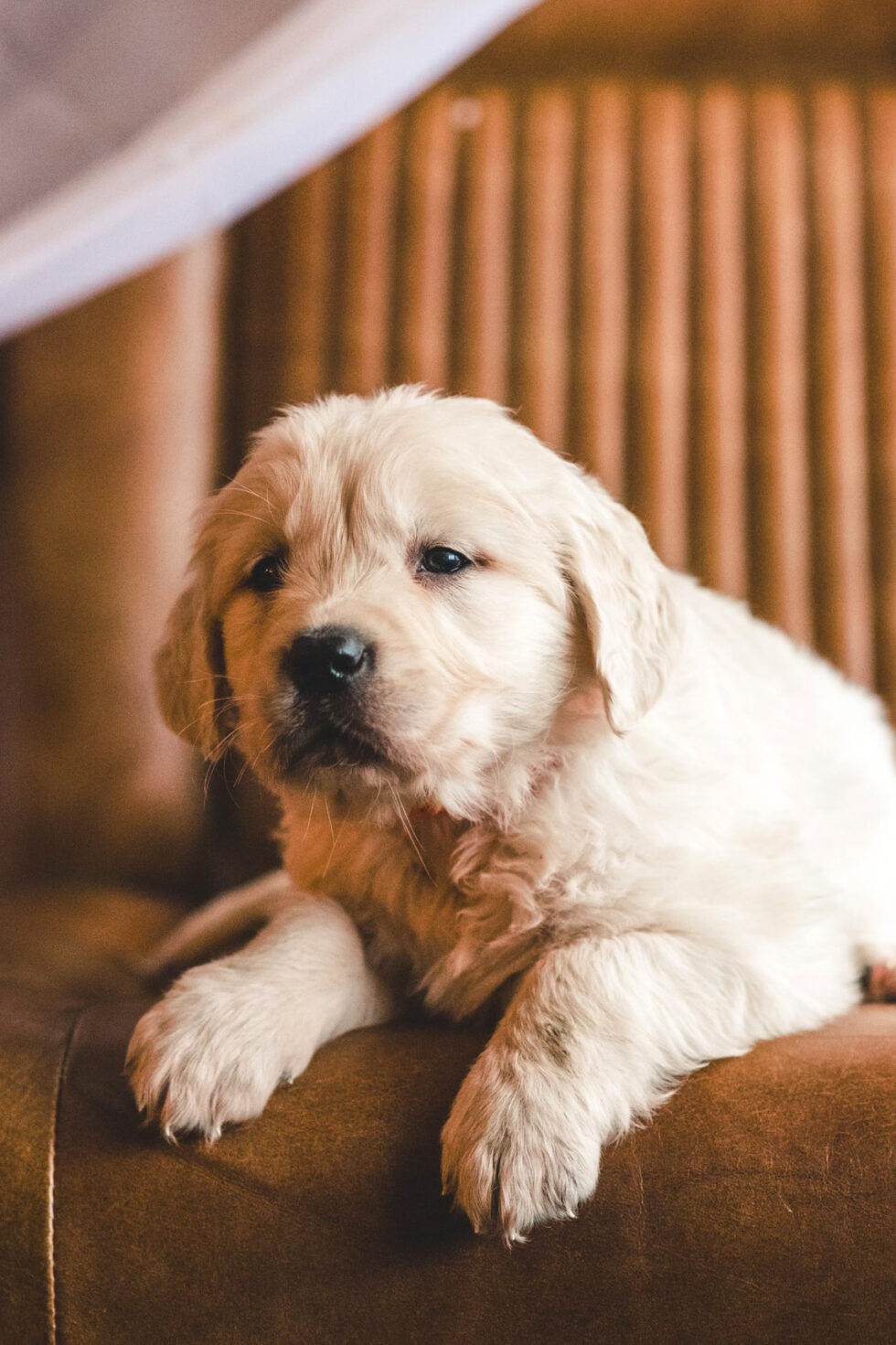 Home - Golden Grove Pups