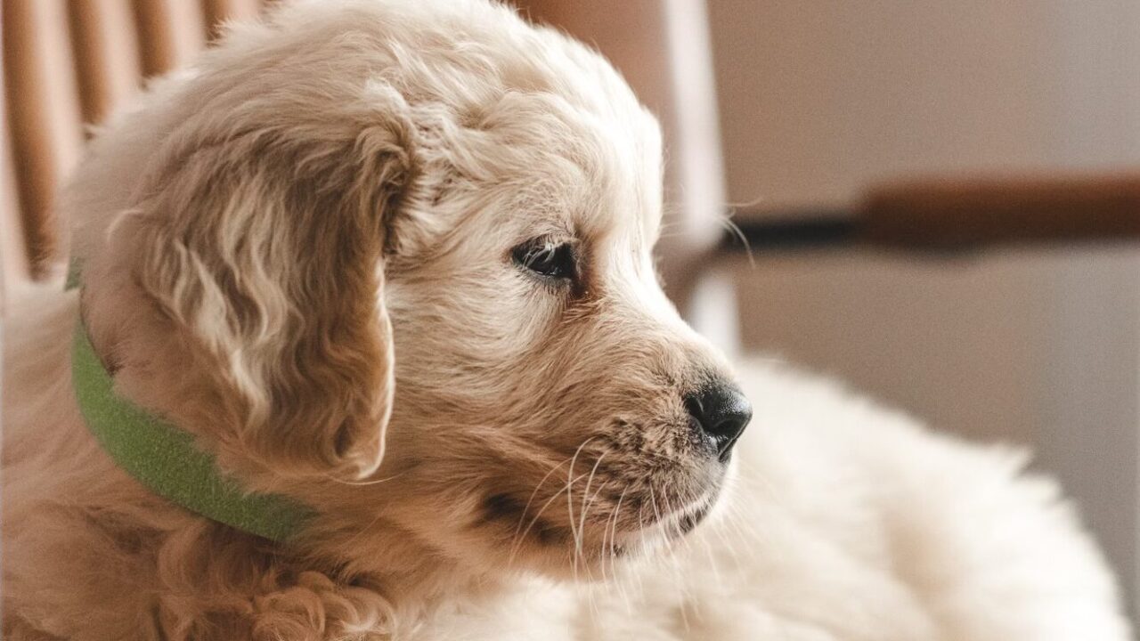 Home - Golden Grove Pups