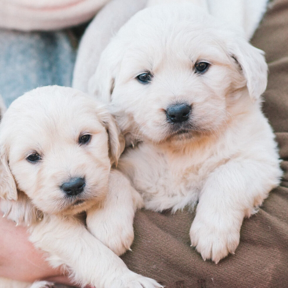 Home - Golden Grove Pups