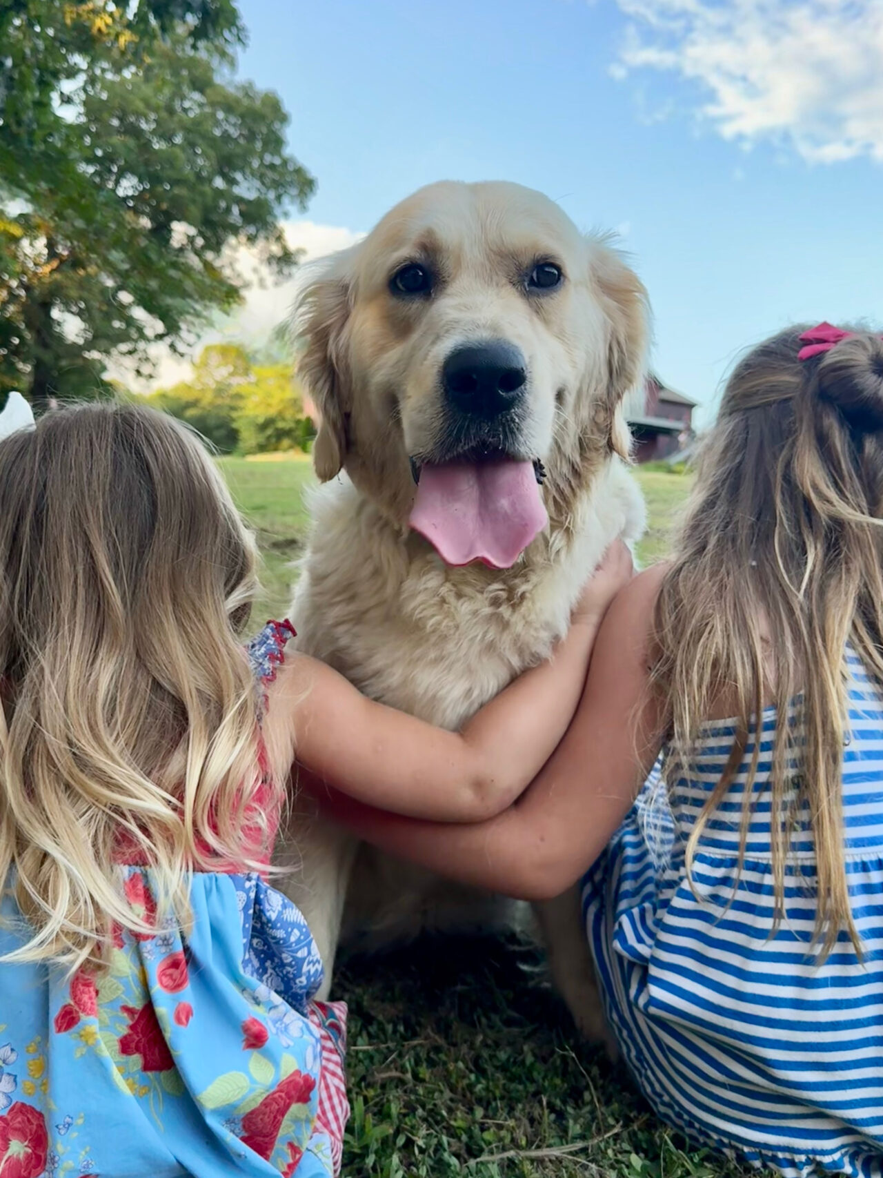 About - Golden Grove Pups