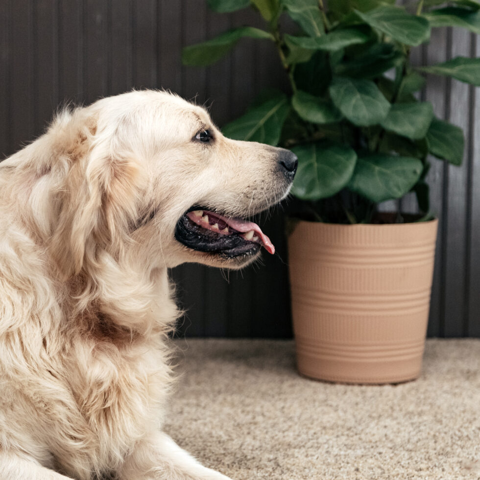 Home - Golden Grove Pups