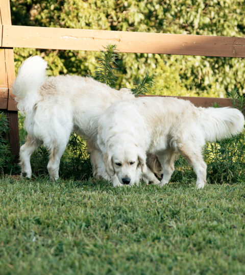 Home - Golden Grove Pups